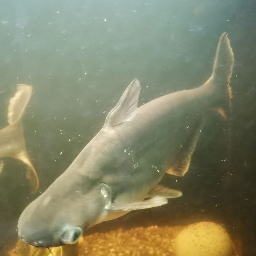 Рыба аквариумная пангасиус пара