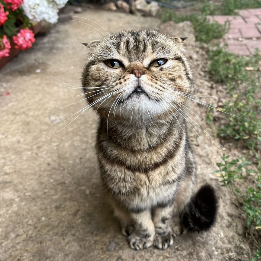 Кошка породистая бесплатно