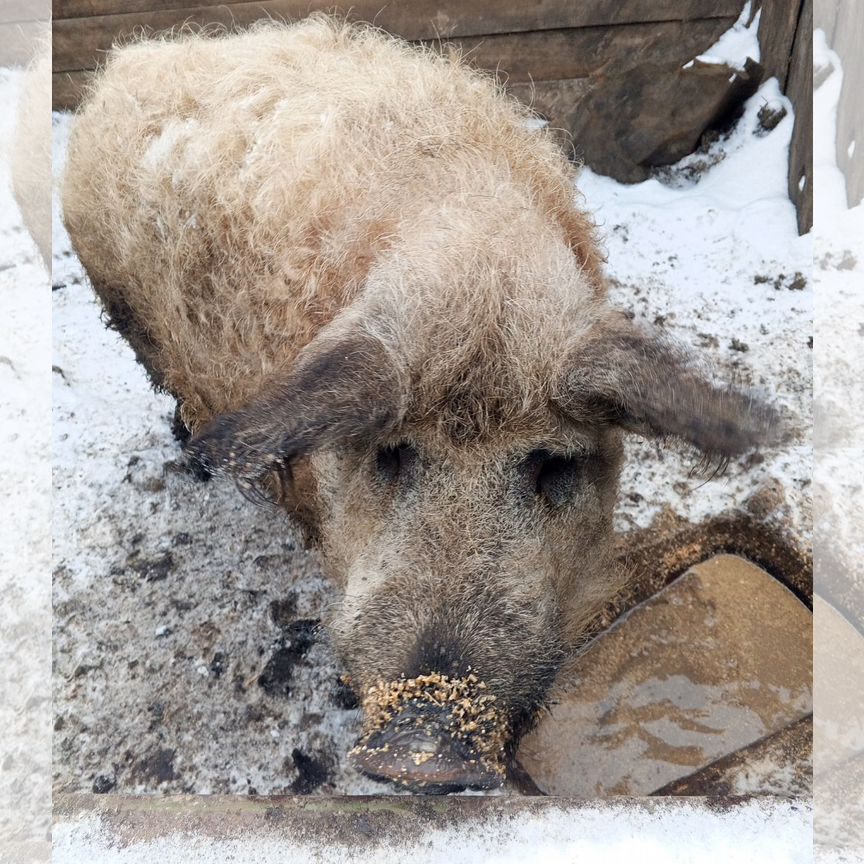 Хряк на племя