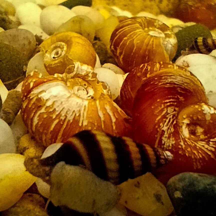 Улитки хилена