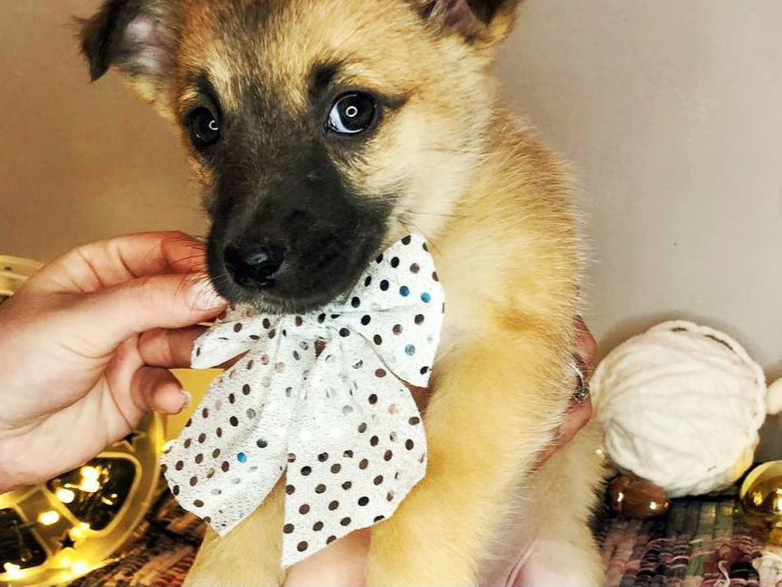 Щенок девочка в добрые руки