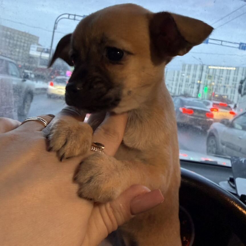 Русский той-терьер, щенок