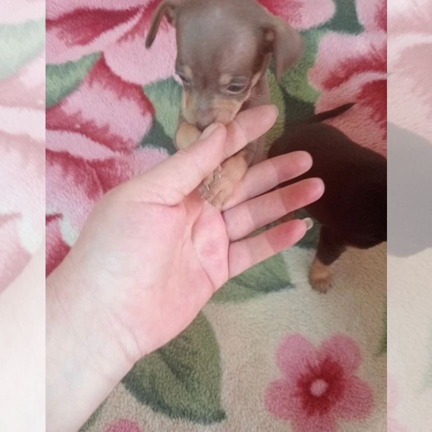 Русский той-терьер, щенок