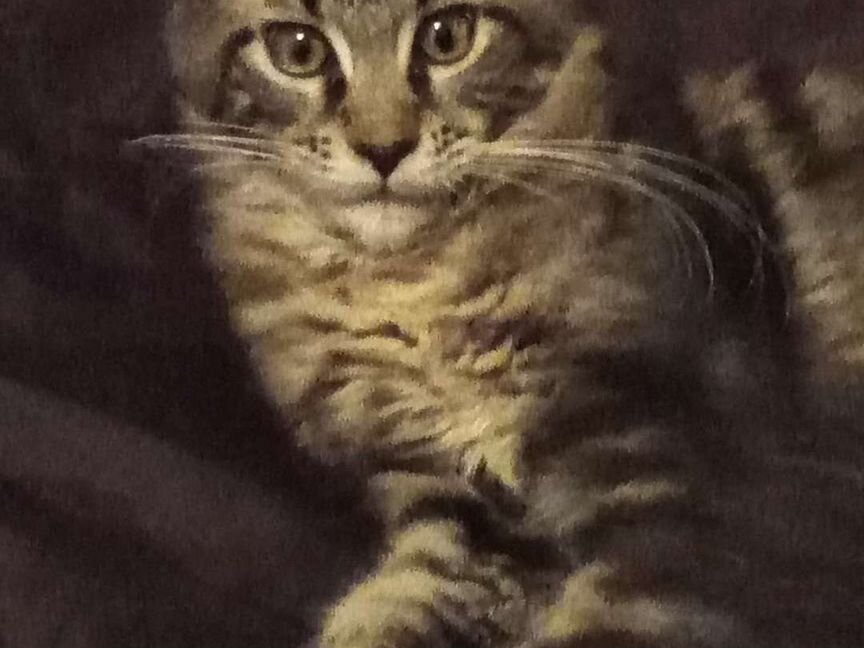 Кошечка мейн-кун, 3,5.мес в добрые руки