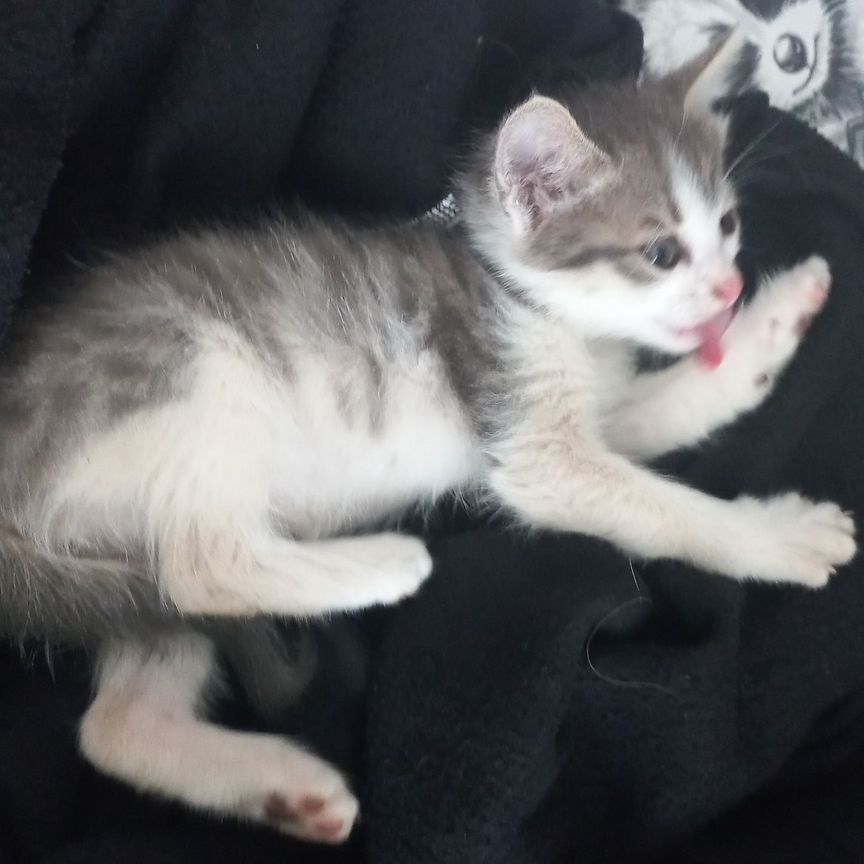 Котёнок