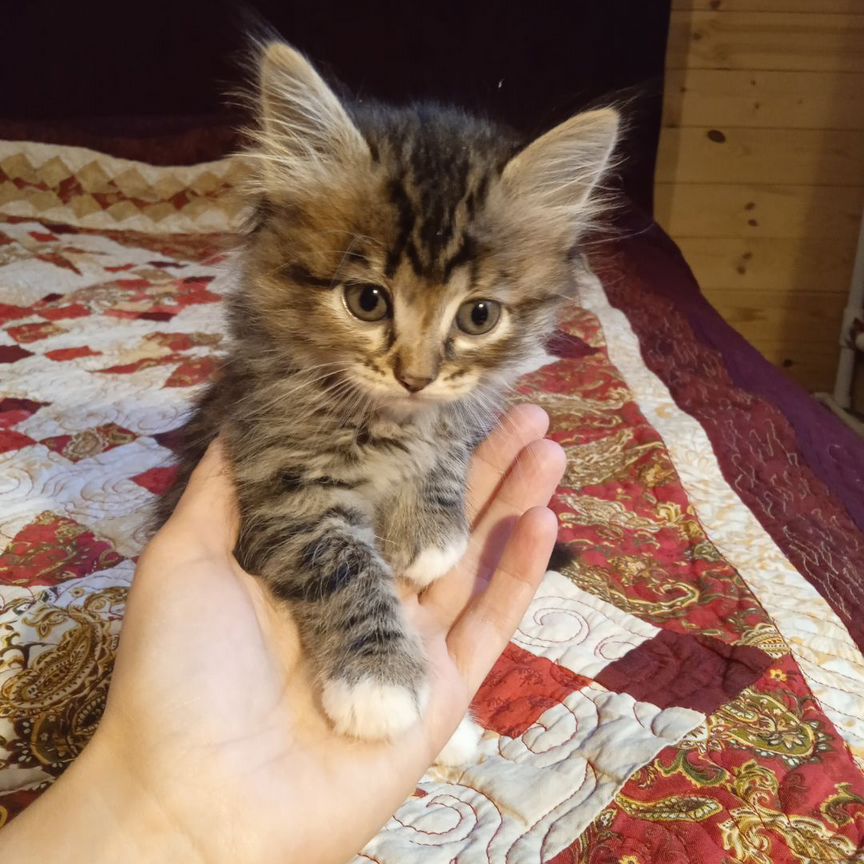 Пушистый котёнок девочка бесплатно