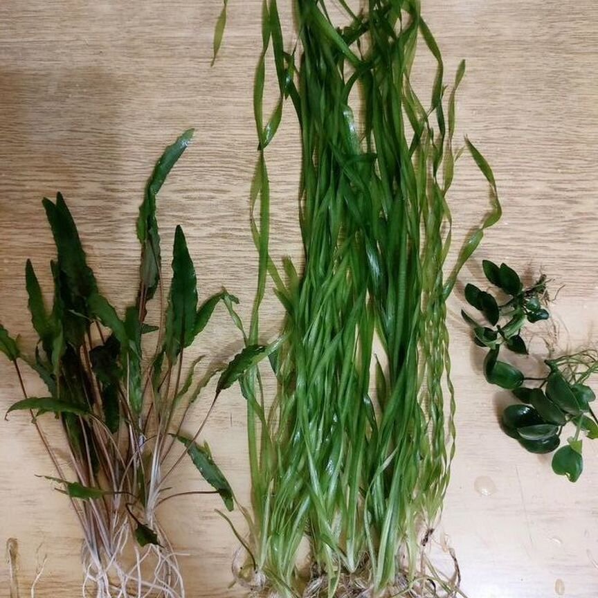 Растения в аквариум