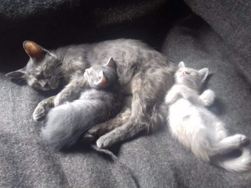 Котята и мальчик щенок помесь шарпей