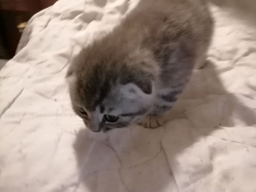 Кошка