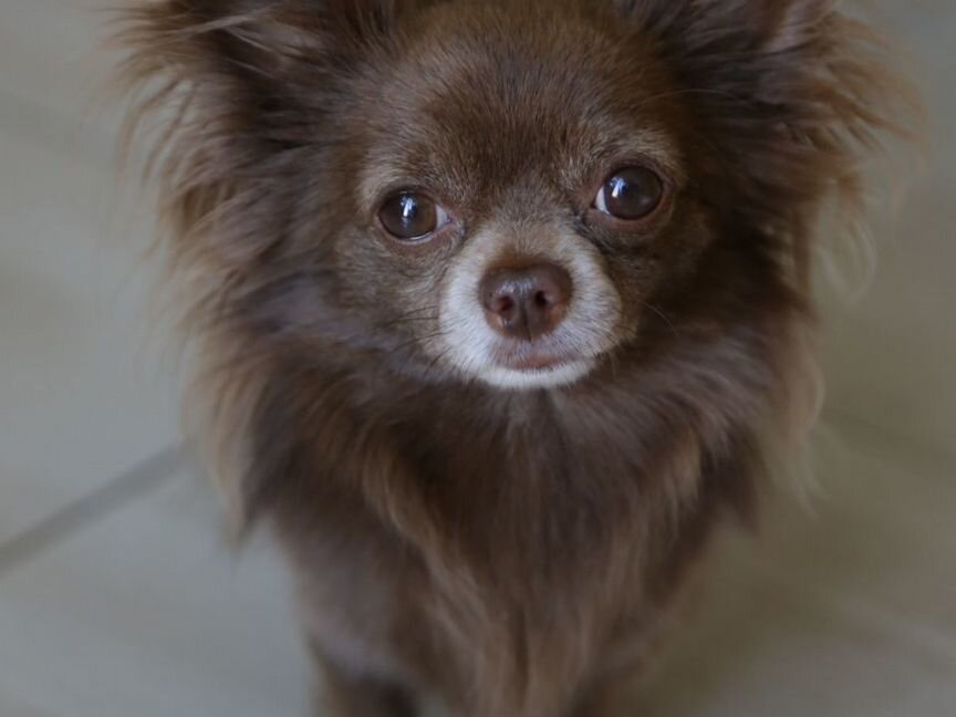 Вязка чихуахуа. Кобель по кличке Малыш