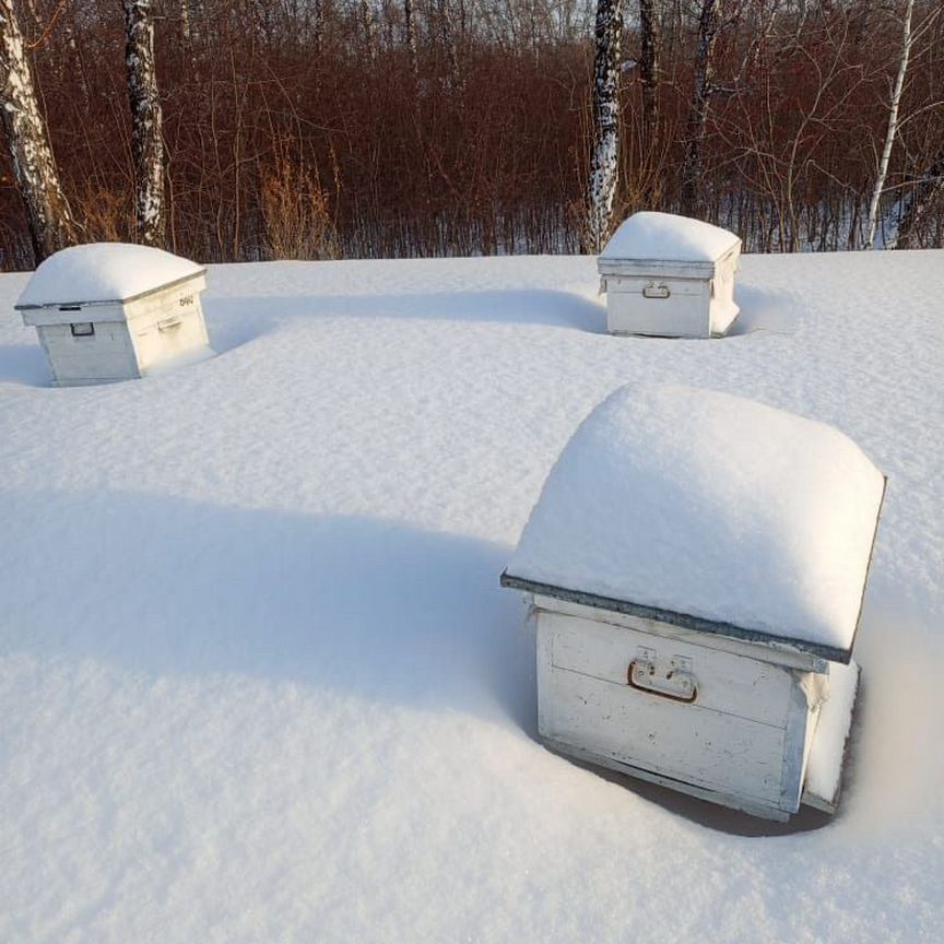 Корпуса дадан