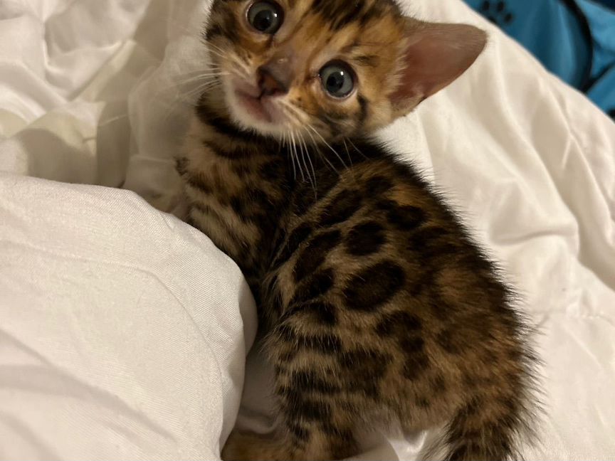 Бенгальские котята