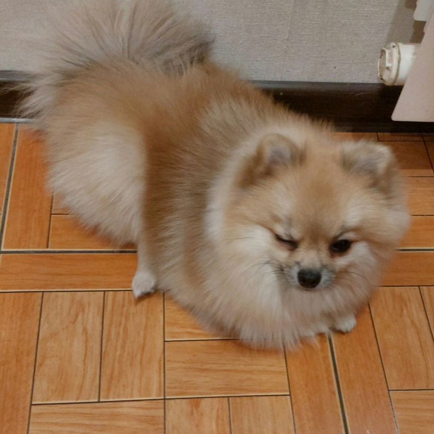 Вязка померанский шпиц мини