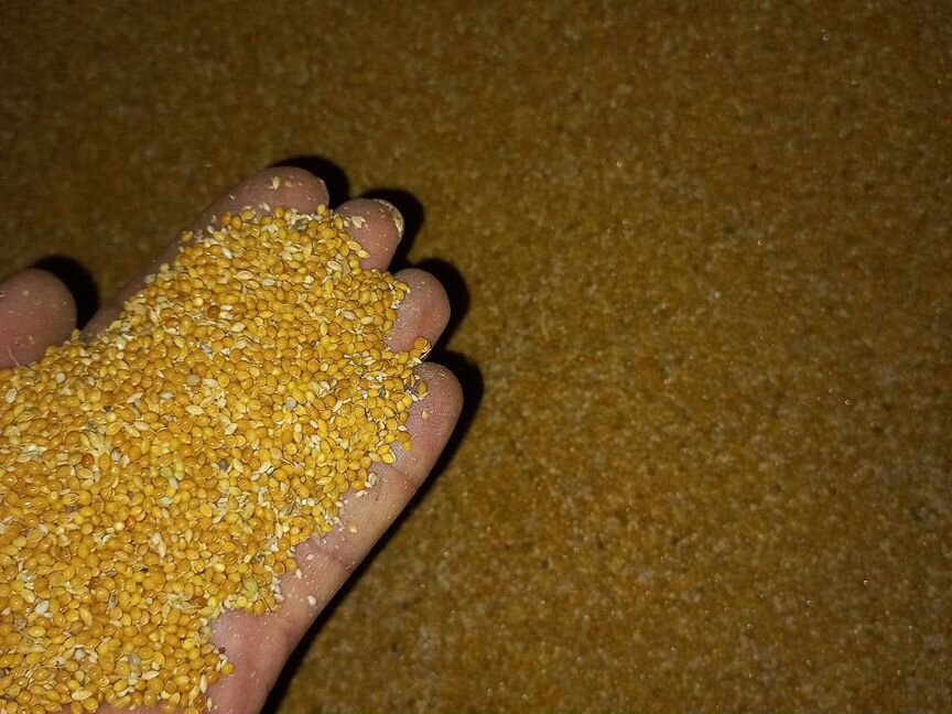 Просо желтое