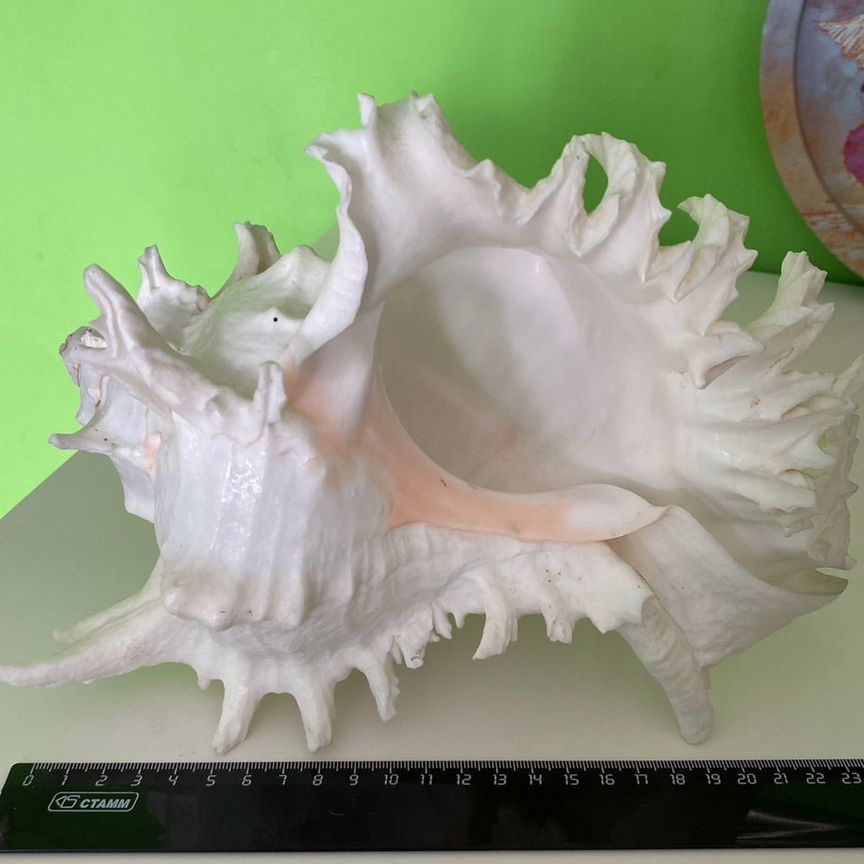 Ракушка морская большая