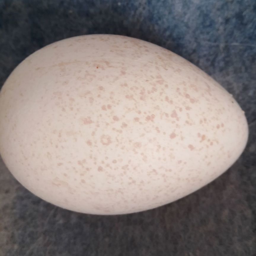 Яйцо. Индейки