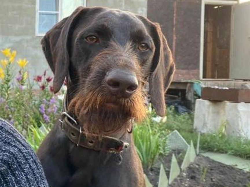 Собаки щенки