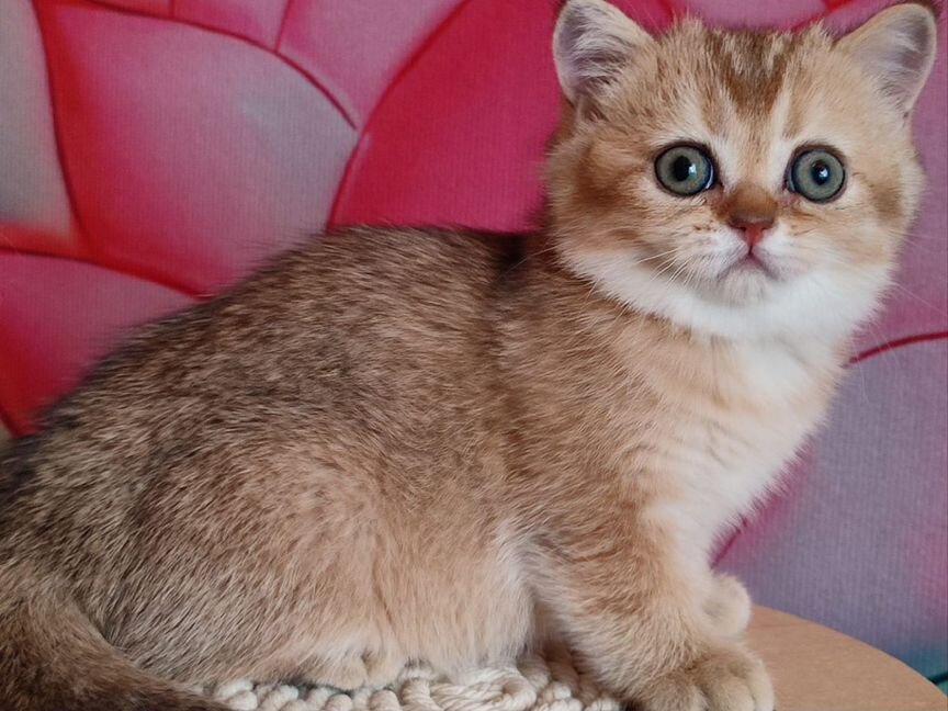 Просто красавица