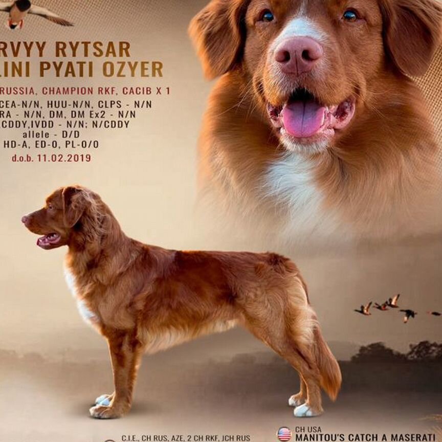 Новошотландский ретривер / толлер