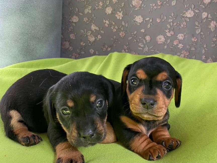 Щенки карликовой таксы