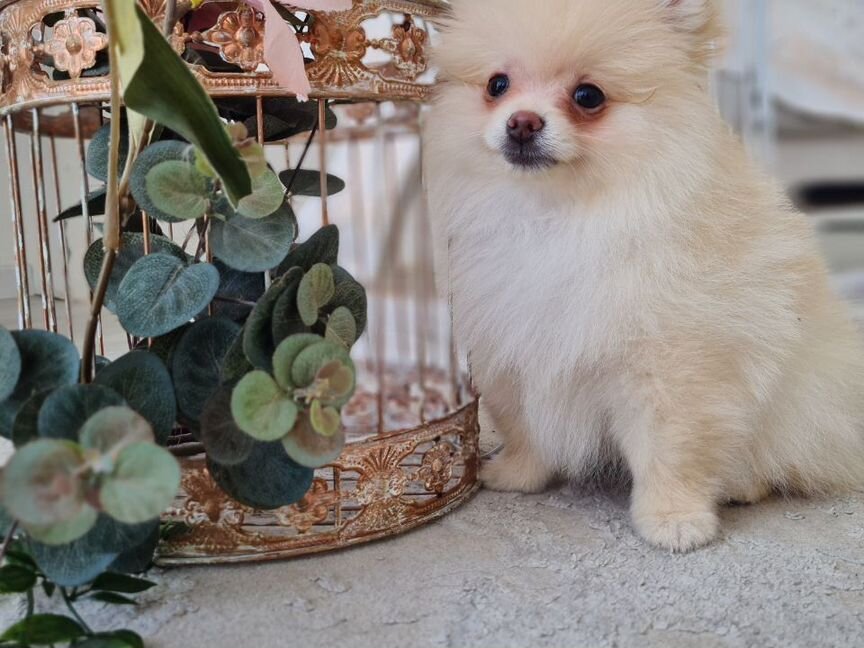 Померанский шпиц