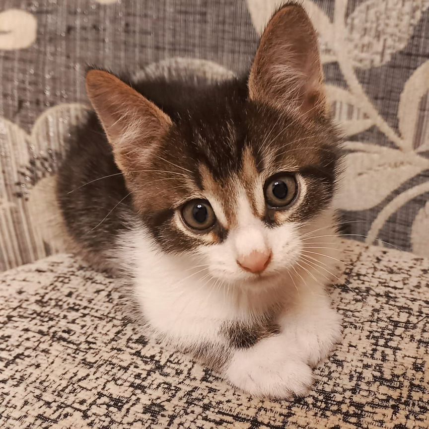 Котенок-мальчик, 2 месяца, лоток на пять
