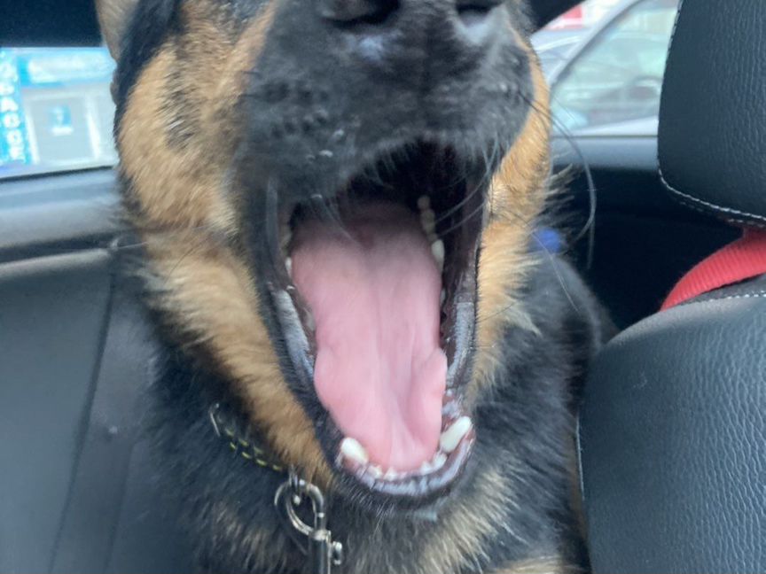 Ищет дом потрясающая собака