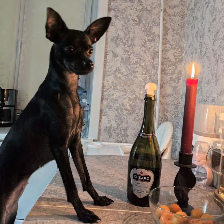 Русский той-терьер, взрослая собака