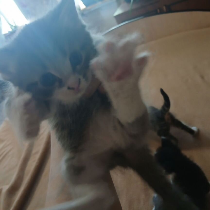 Котята в добрые руки