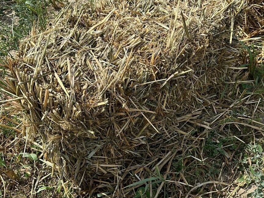 Сено Суданка