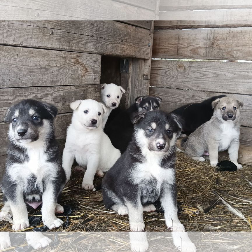 Западносибирская лайка, щенок