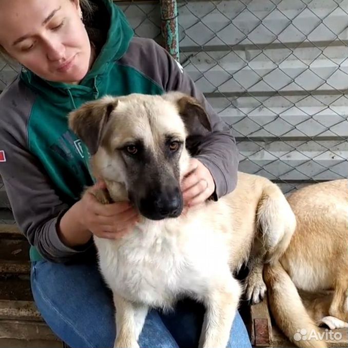 Подарите собаке из приюта любовь и заботу