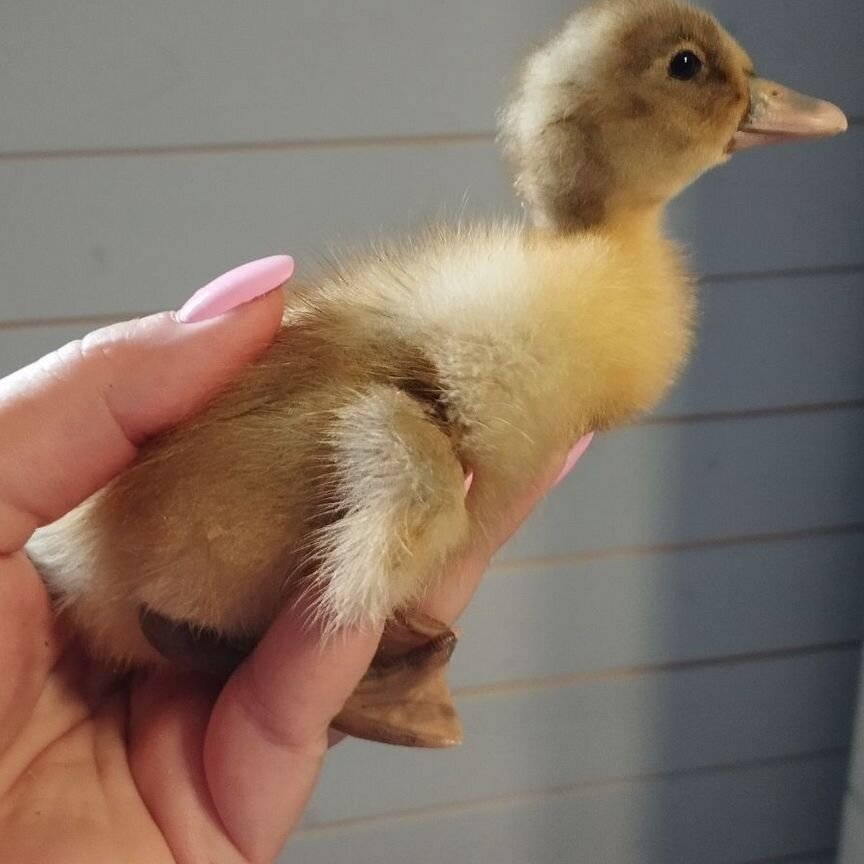 Утята голубой фаворит