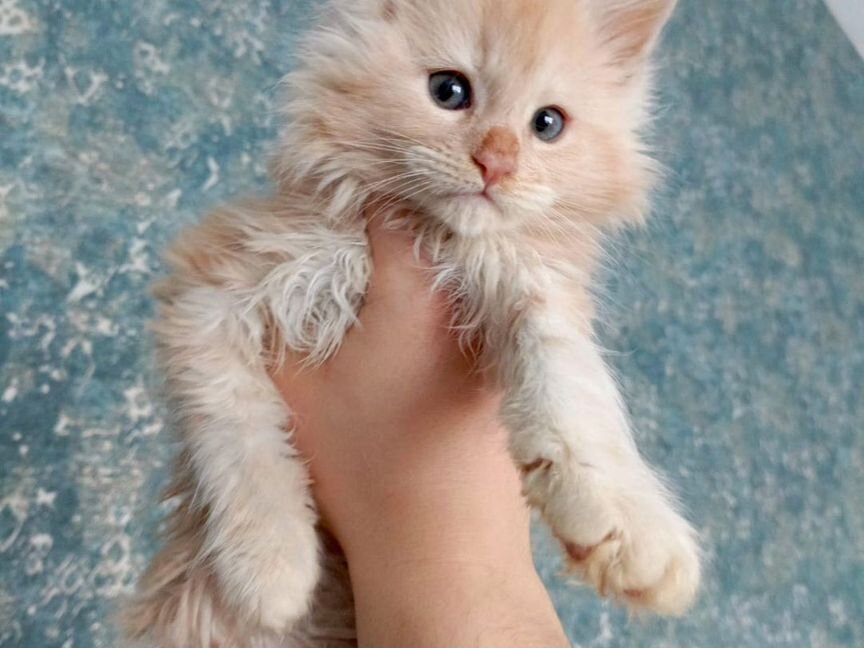 Кошечка крем на серебре