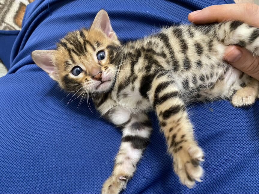 Бенгальские котята