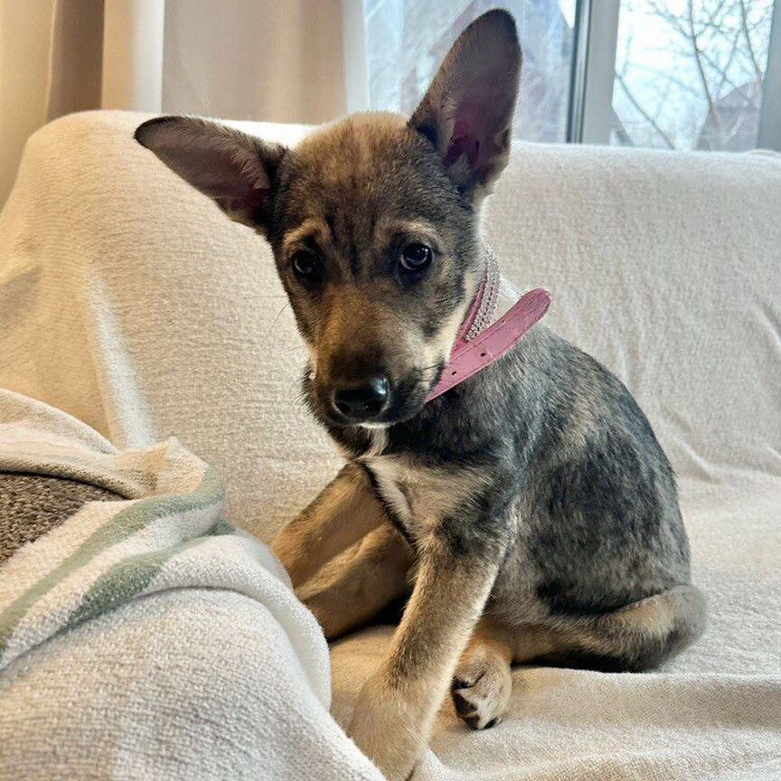 Прелестный щенок для души