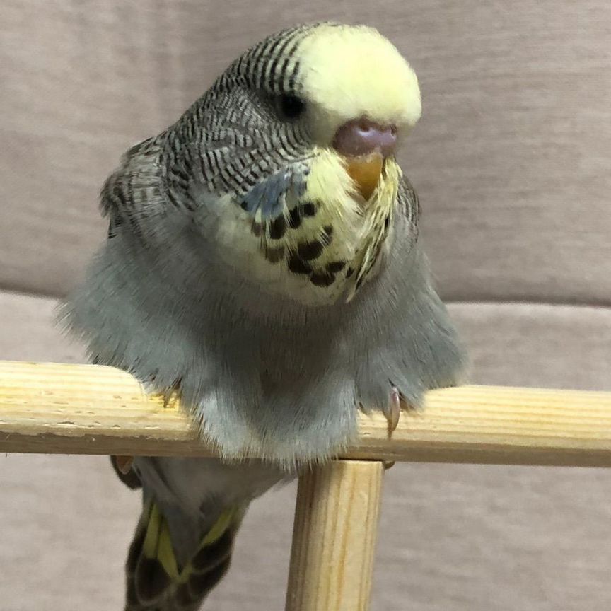 Выставочный волнистый попугай ввп Чех