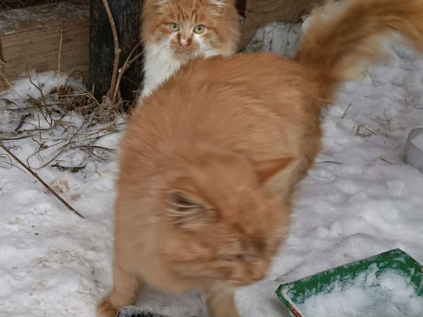Котята и кошечка подросток в добрые руки