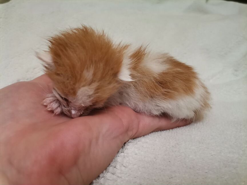 Котенок 3 недели. На пепедержку