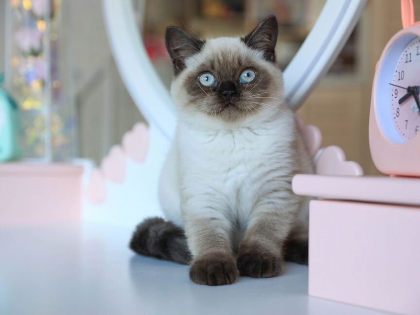 Британские котята короткошерстные