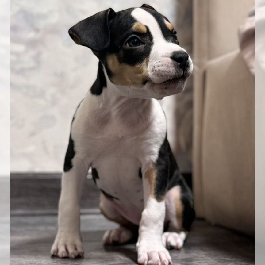 Американский булли