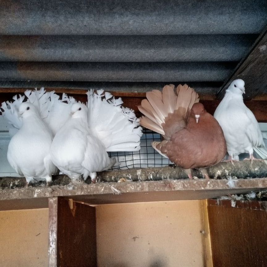 Продажа голубей