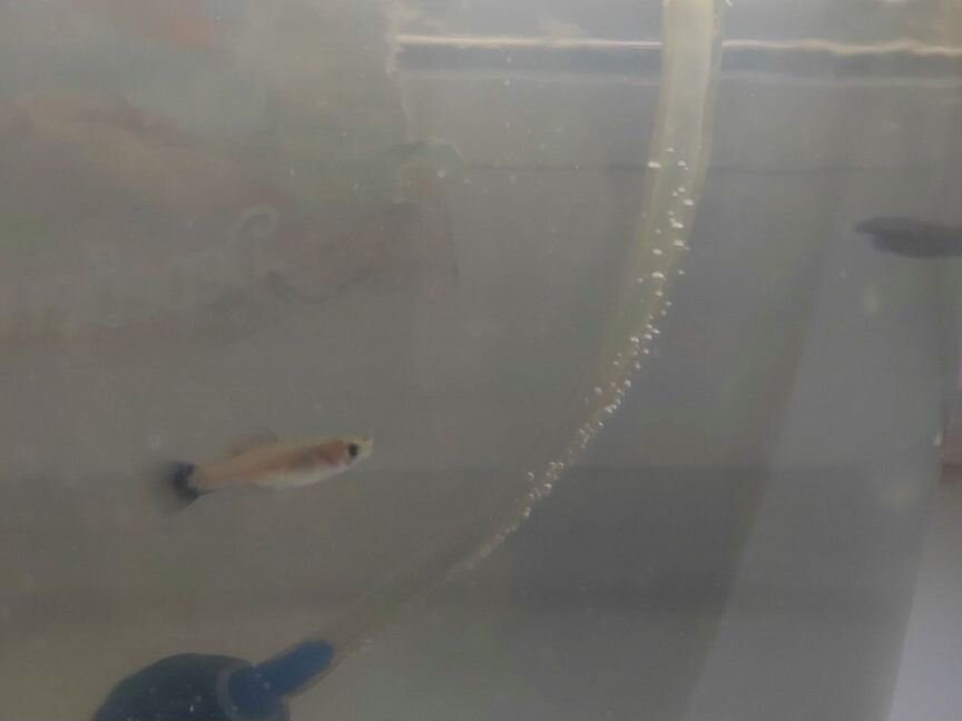 Аквариумные рыбки отдам бесплатно