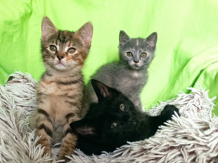 Котята в добрые руки