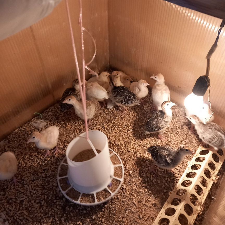 Индюшата помесные бш, бронза