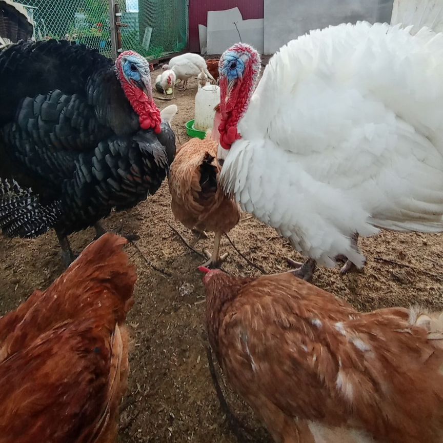 Куры, индюки