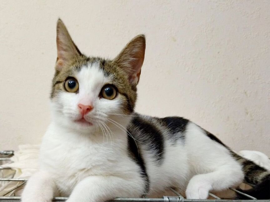 Красавец мальчишка ищет дом