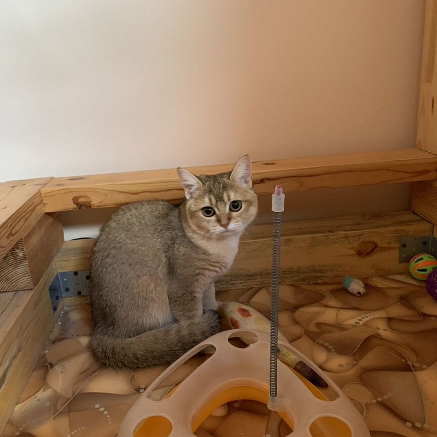 Золотая шиншилла