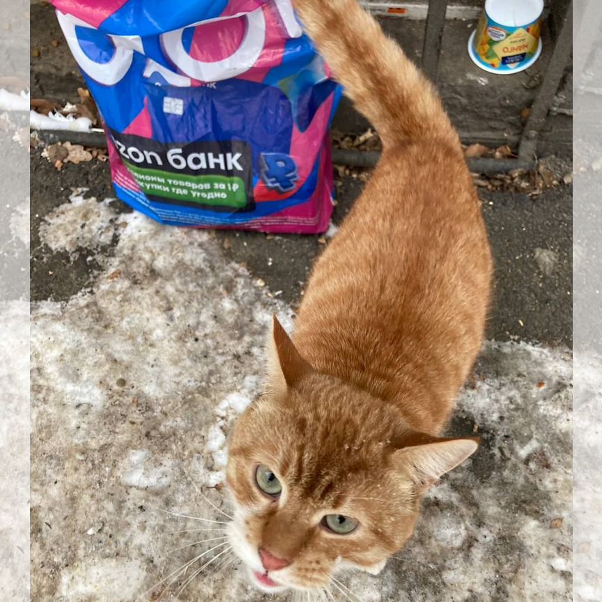 Взрослый кот в добрые руки