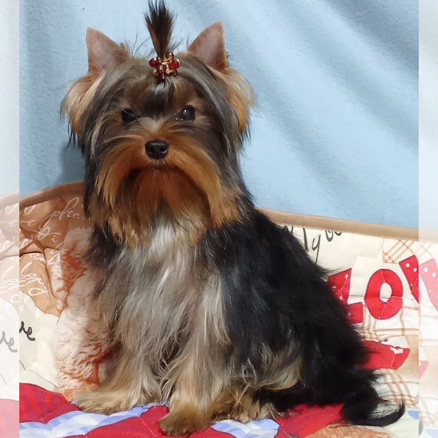 Йоркширский терьер, щенок